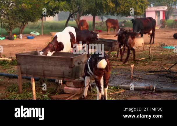 Animals, rams, sheep, cows and goats on a paddock under the supervision ...
