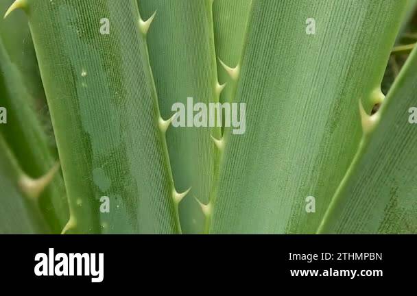 Thorn spines Stock Videos & Footage - HD and 4K Video Clips - Alamy