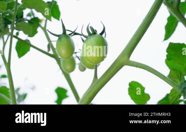 Green tomato variety Stock Videos & Footage - HD and 4K Video Clips - Alamy