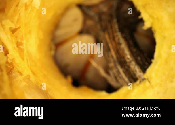 With the stem and top of a gourd in the background, pulling back ...