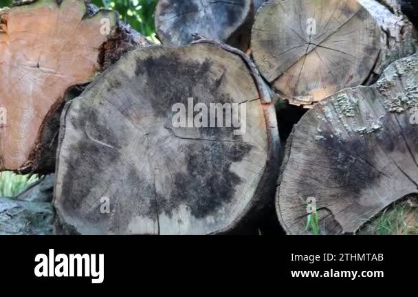 Wood stack with chopped trees for timber industry or wood industry as ...