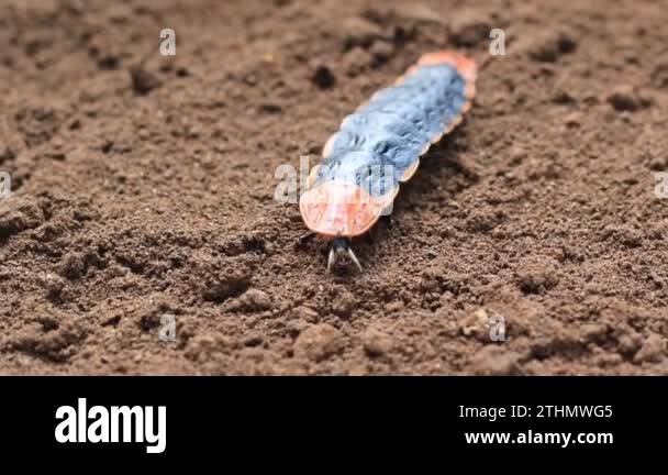 Giant firefly, Lamprigera sp. in rainforest habitat, Thailand.also ...