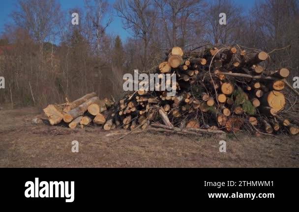 Tree trunks that have been felled and sawn off lie on stack of In ...
