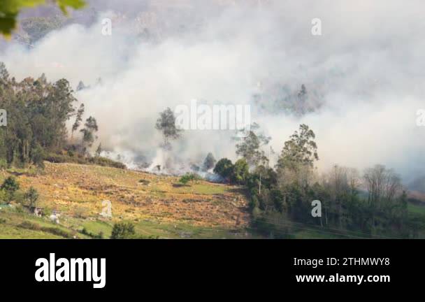Forest fire on the mountain. Wildfire and burning trees with smoke ...