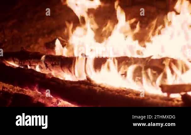 Bright flame of burning bonfire in dark on background of pine forest ...
