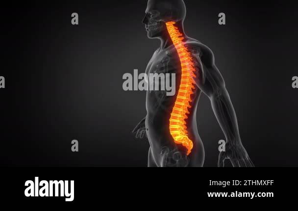 Anatomy of Human Spine Seamless Loop Animation Stock Video Footage - Alamy