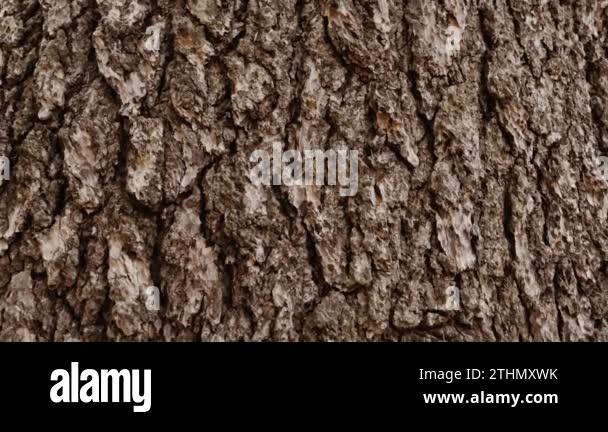 Cedar tree morocco Stock Videos & Footage - HD and 4K Video Clips - Alamy
