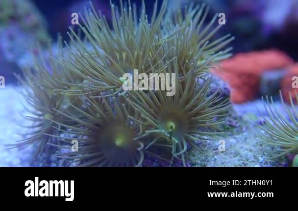 Video of Yellow Polyps in reef aquarium tank - Parazoanthus gracilis ...