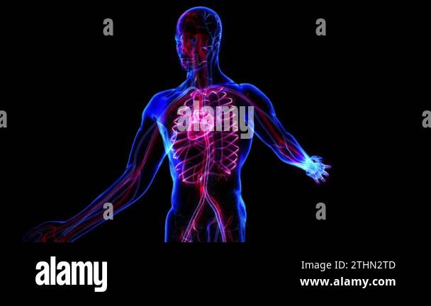 Human circulatory system Stock Videos & Footage - HD and 4K Video Clips ...