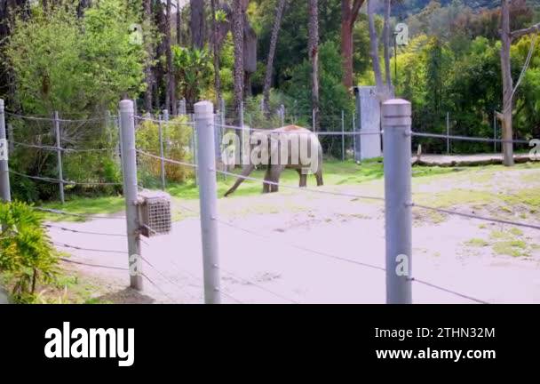 Elephant eating in zoo high Stock Videos & Footage - HD and 4K Video ...