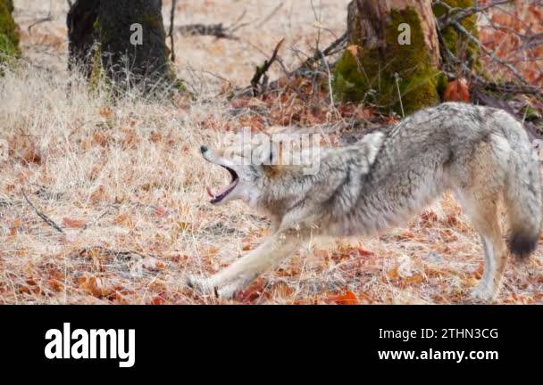 Gray wolf wild Stock Videos & Footage - HD and 4K Video Clips - Alamy