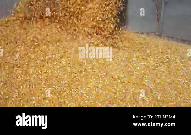 Drought Effects On Corn Yield. Grain Auger Of Combine Harvester Pouring Corn Crop in Slow Motion ...