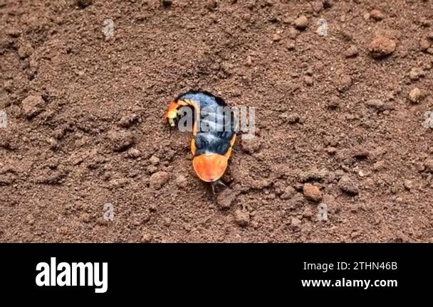 Giant Firefly Lamprigera Sp In Rainforest Habitat Thailandalso Known As Lightning Bugs The