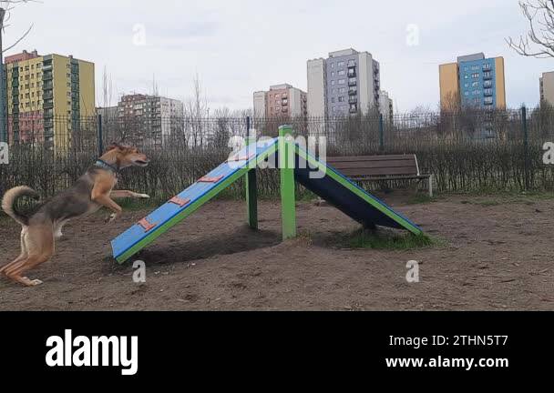 Dog agility. Passage obstacle frame. Young thin mongrel climbs and ...