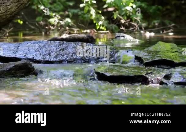 Calm floating creek through idyllic green forest scenery with little ...