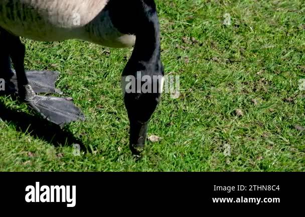 Wild Canadian Geese Feeding on Grass followed by adult Canada goose ...