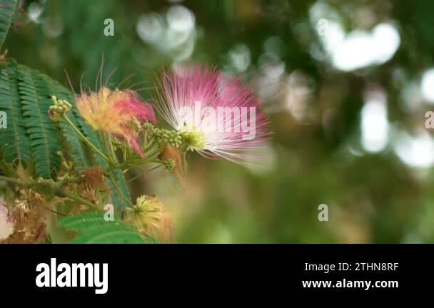Pink fluffy flower of a blooming Persian silk tree close-up. Albizia ...