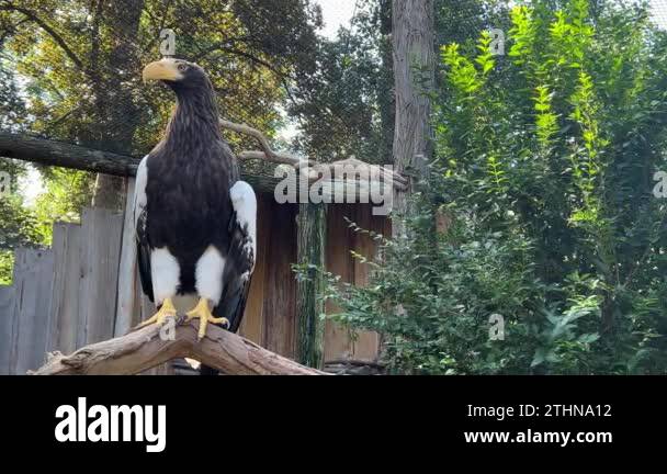 Strong claws Stock Videos & Footage - HD and 4K Video Clips - Alamy
