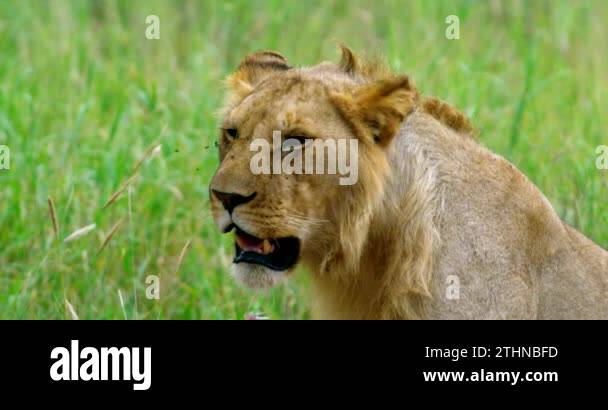 A lion widely opens its jaw showing its yellow tusks and pink tongue ...
