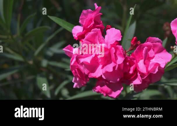 Orbit camera movement Stock Videos & Footage - HD and 4K Video Clips ...