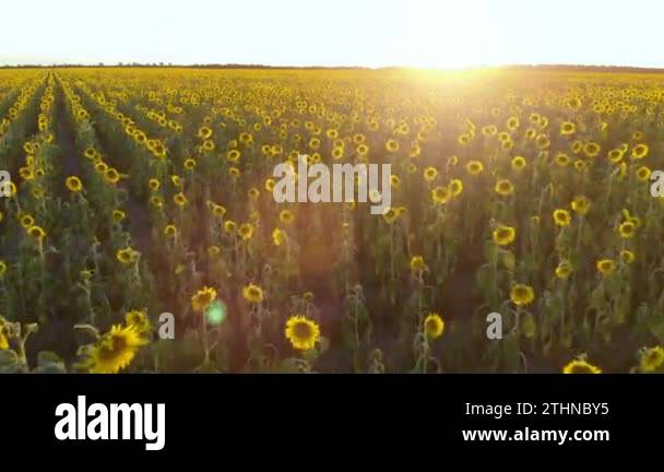 Ukraine. Fertile Ukrainian land. Harvest season. Drone. Aerial view ...