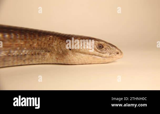 European glass lizard isolated on white background. Legless lizard ...