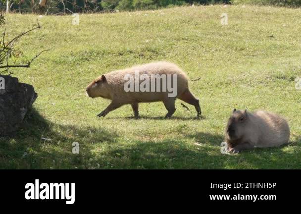 Capybara eating grass at sunny summer day. The capybara is the largest ...