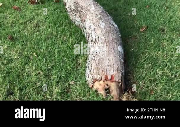 Fallen dead tree and branches lying prone on the green grass Stock ...