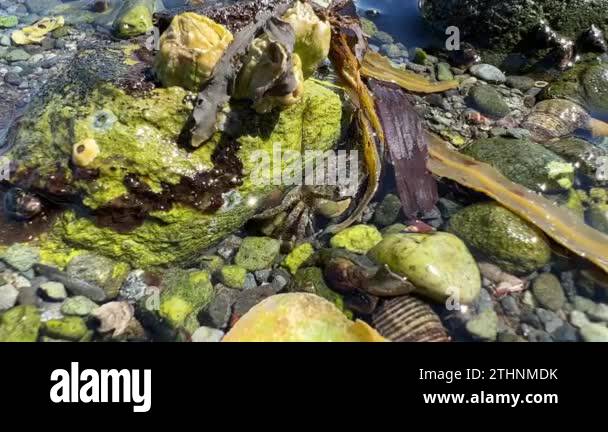 on sea low tide bright algae wet under them a small crab runs up and ...
