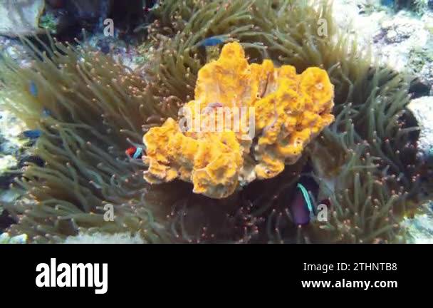 Sea anemone and clown fish on the coral reef, tropical fishes ...