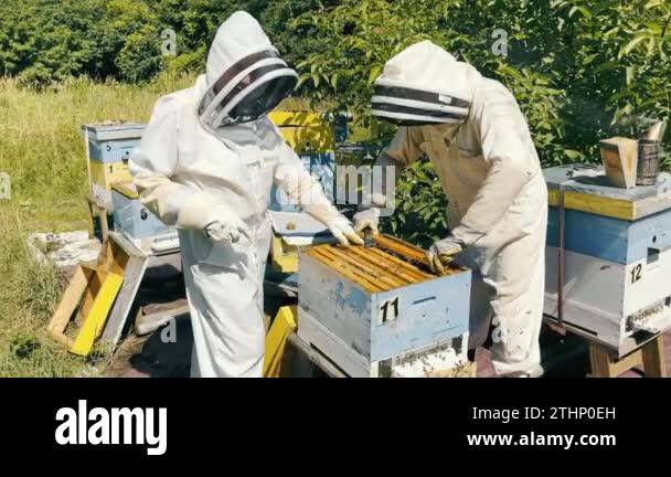 Collection of beehives Stock Videos & Footage - HD and 4K Video Clips ...