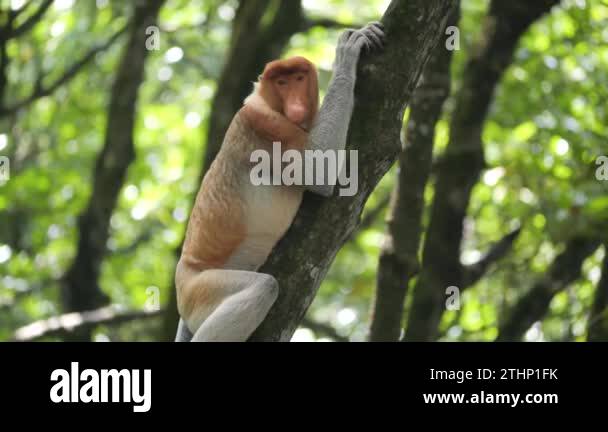 An adult male proboscis monkey (Nasalis larvatus)alpha male is enjoying ...