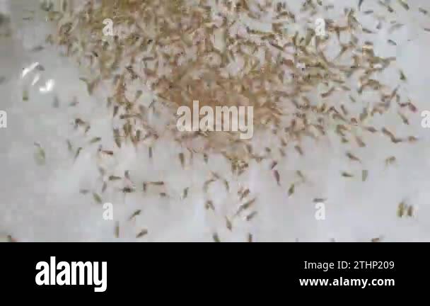 Tropical fish fry tilapia cichlid swimming and swirling in flowing ...