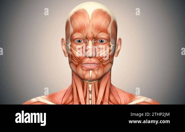 Face anatomy Stock Videos & Footage - HD and 4K Video Clips - Alamy