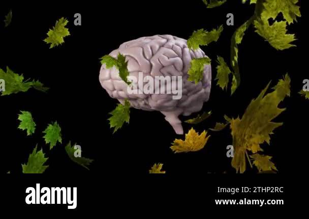 Autumn leaves floating against spinning human brain icon on black ...