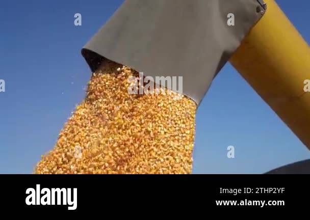 High yield corn Stock Videos & Footage - HD and 4K Video Clips - Alamy