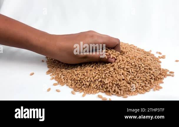 Woman hand picking up wheat grains and sifting grains. Wheat grains ...