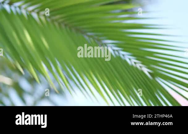 Palm trees and yellow sun in a sky. 4k. Tropical coconut palm leaf ...