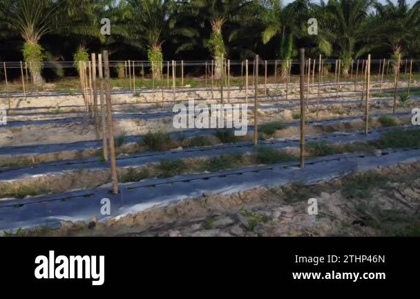 bamboo poles tied with fine metal wire string for creeping vine plant ...