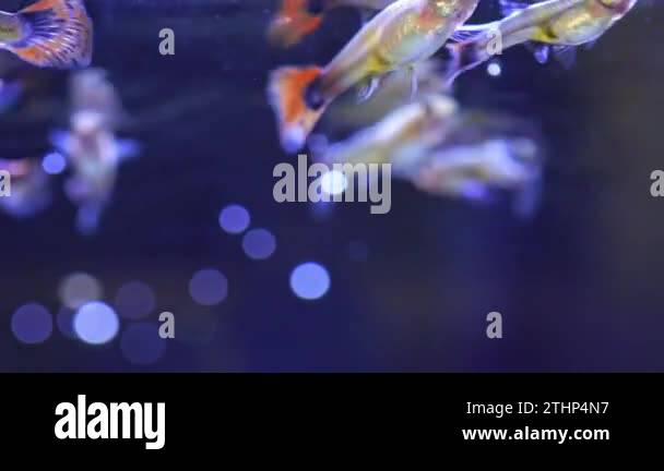 Guppy fish horde in home fish tank macro close up. Home hobby. Poecilia ...