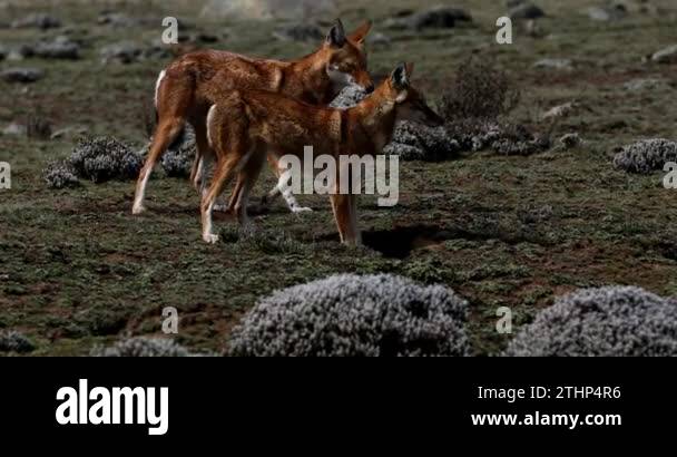 Very rare endemic Ethiopian wolf, male and female, Canis simensis ...