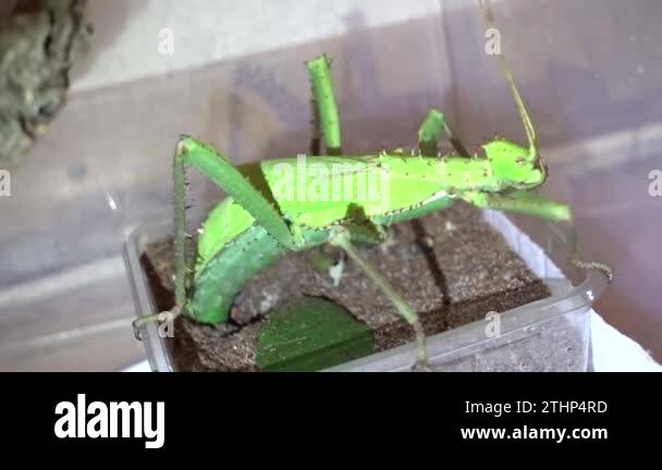 a female stick insect lays an egg by inserting it into a container of ...