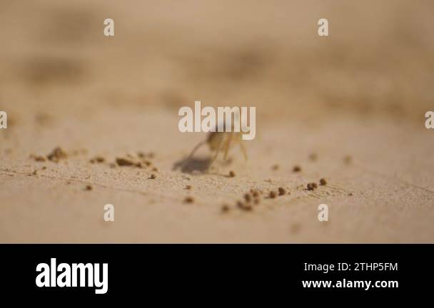 Crustacean burrow Stock Videos & Footage - HD and 4K Video Clips - Alamy