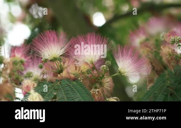 Pink fluffy flower of a blooming Persian silk tree close-up. Albizia ...