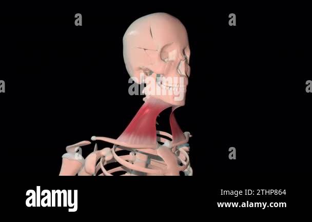 This 3d animation shows the platysma muscle in full rotation loop on ...
