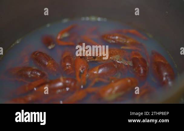 Preparation of boiled crawfish in a saucepan on a gas stove, steam ...