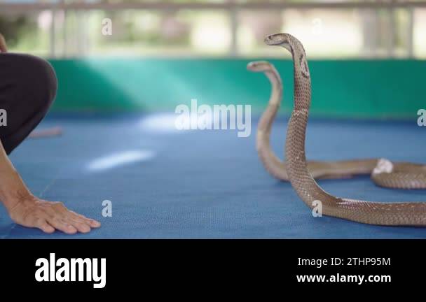 Cobras head Stock Videos & Footage - HD and 4K Video Clips - Alamy