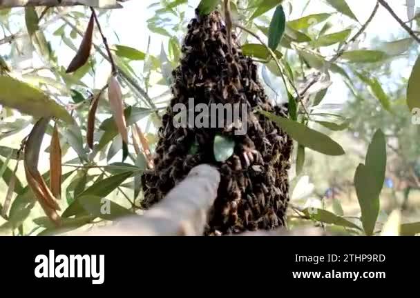 A bee swarm flew from the hive of an apiary to a tree to form a new bee ...