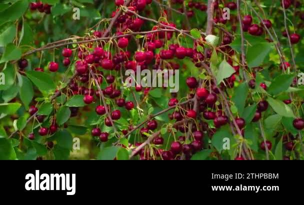 Cherry trees cherry plantation Stock Videos & Footage - HD and 4K Video ...