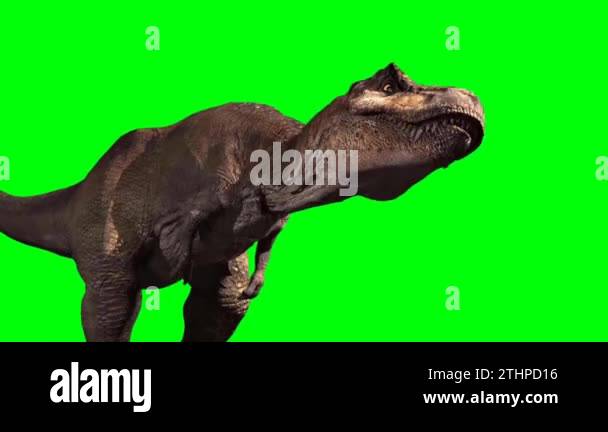 tyrannosaurus rex roaring on green screen Stock Video Footage - Alamy